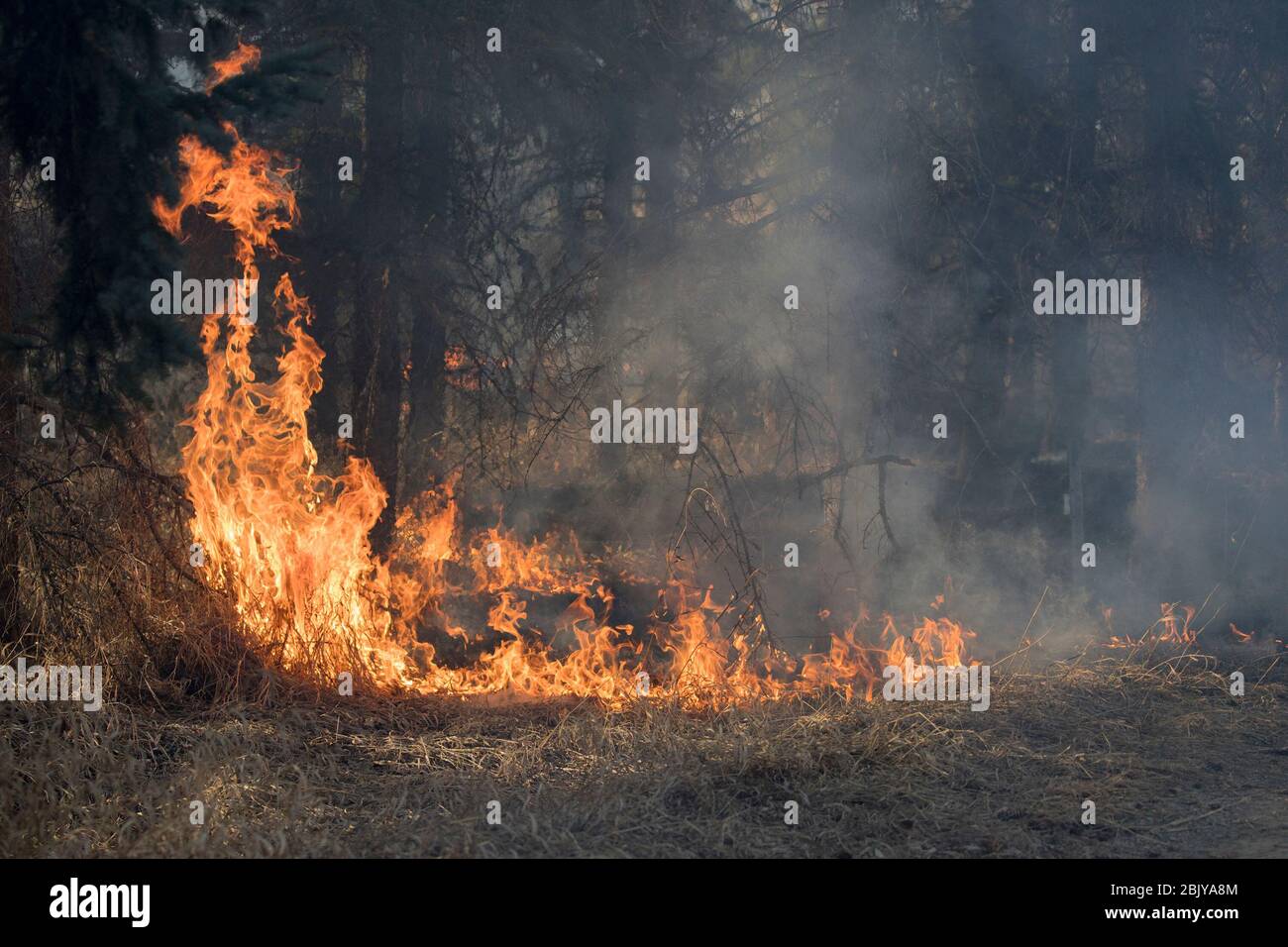 Ground fire burning understory along edge of spruce forest in a nature ...