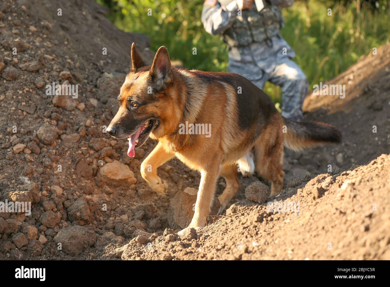Military working dog in fighting position Stock Photo - Alamy