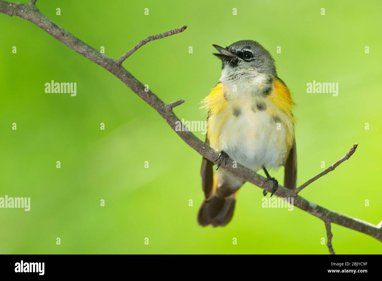 First year American redstart warbler singing during spring migration ...