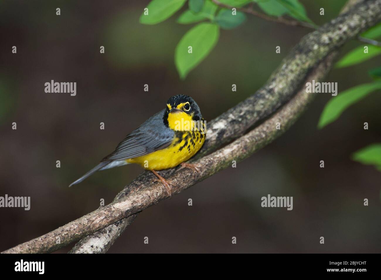 Canada warbler during spring migration Stock Photo - Alamy