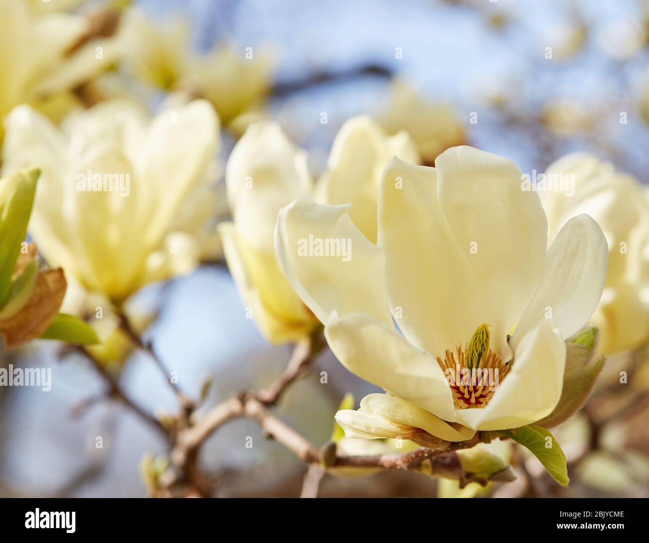 Magnolia tree in bloom hi-res stock photography and images - Alamy