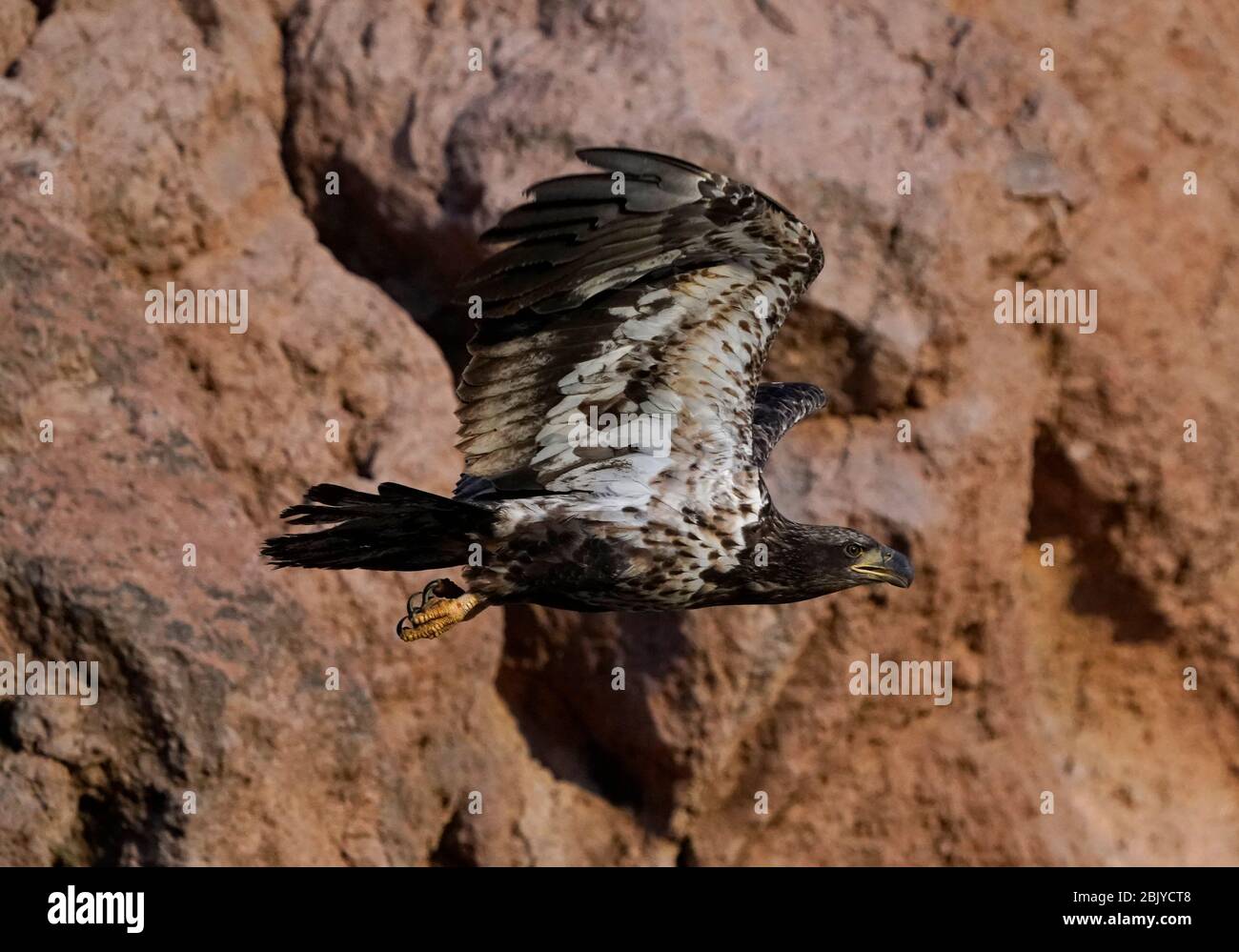 A juvenile Bald Eagle is seen on Thursday, April 30, 2020, in Phoenix ...
