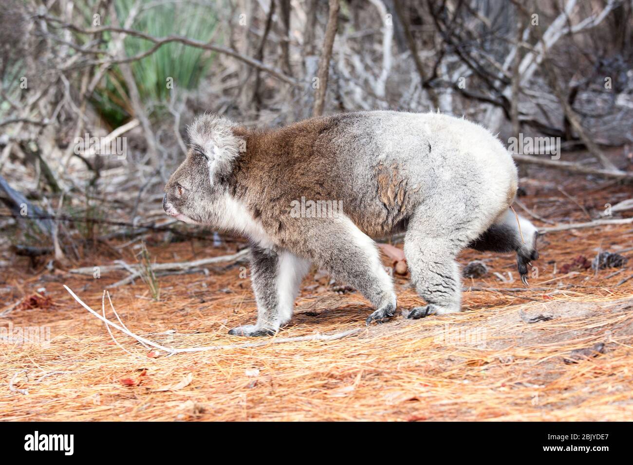 Koala walking on the ground Stock Photo - Alamy
