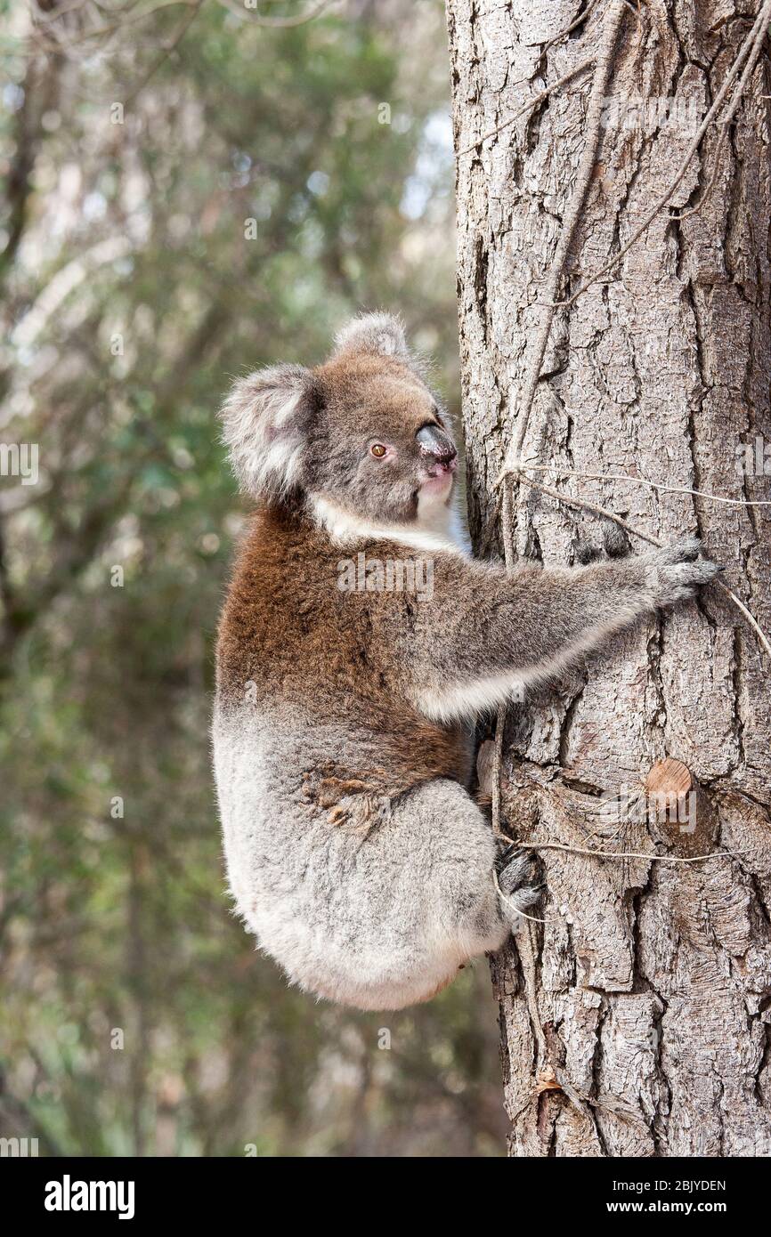 Koala climbing tree hi-res stock photography and images - Alamy