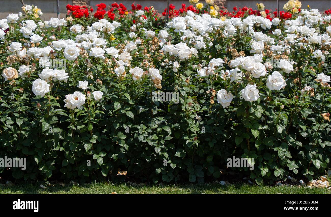 Pink roses in a botanical park in view Stock Photo - Alamy