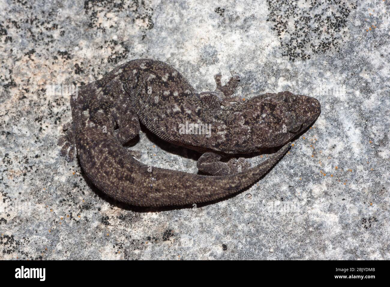 Marbled gecko hi-res stock photography and images - Alamy