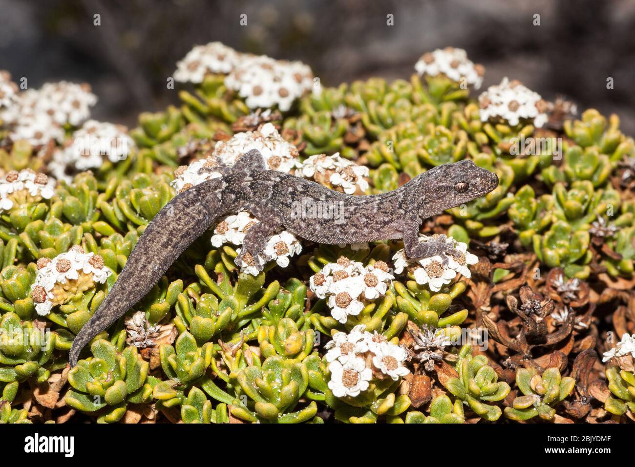 Resting gecko hi-res stock photography and images - Alamy
