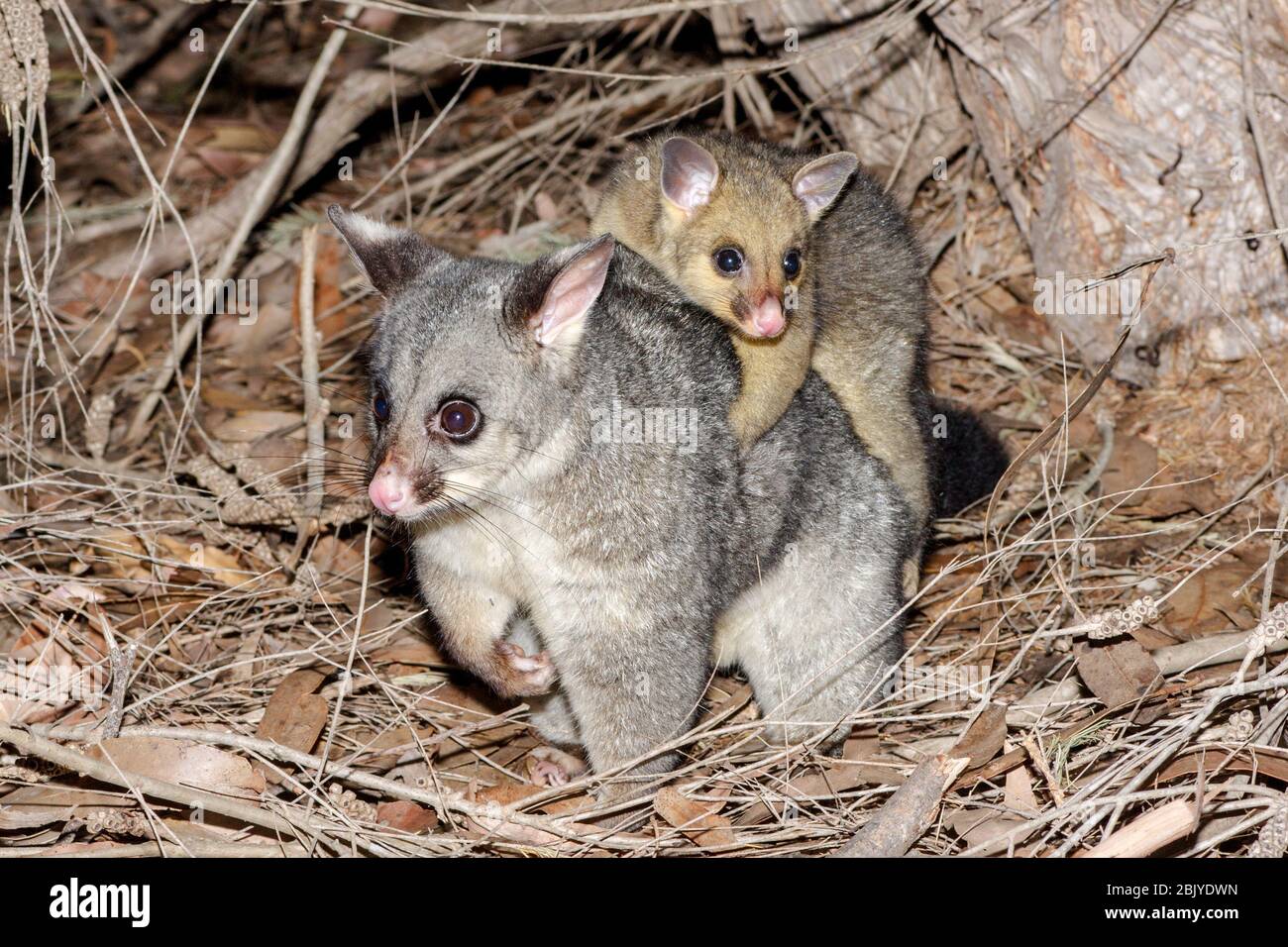 Common Brush-tailed Possum with baby on back Stock Photo - Alamy