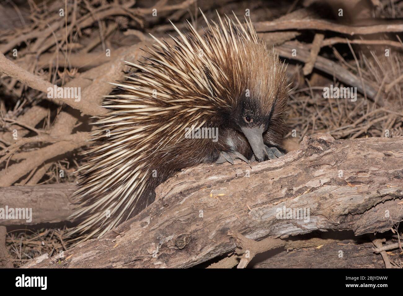 Short-beaked Echidna foraging for termites Stock Photo - Alamy