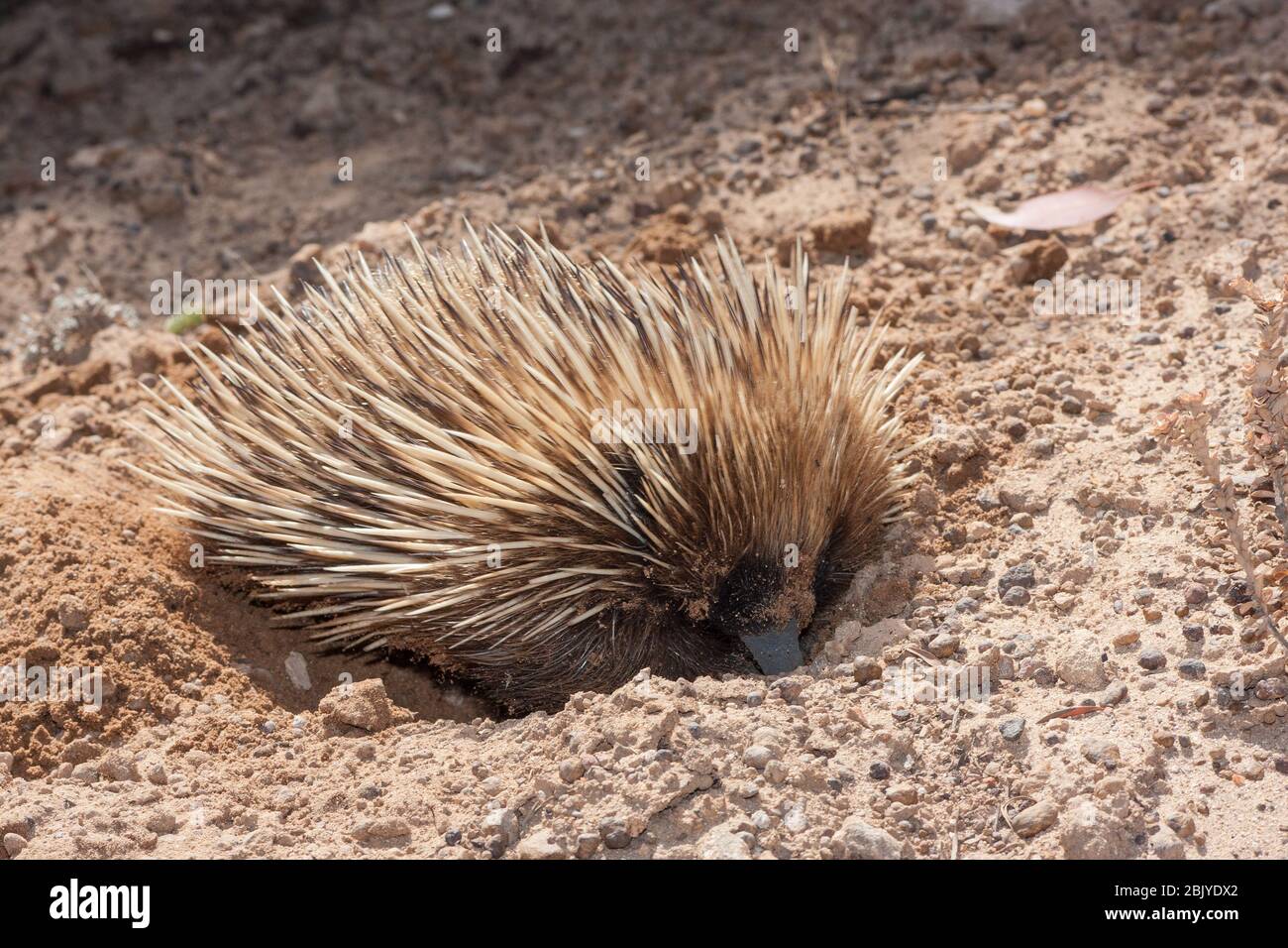 Short-beaked Echidna digging and foraging for termites Stock Photo - Alamy