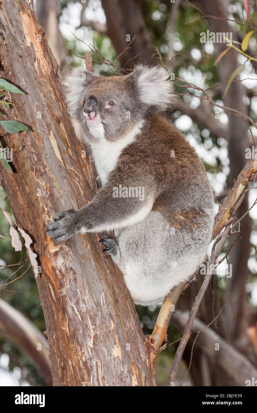 Koala climbing tree on Kangaroo Island Stock Photo - Alamy