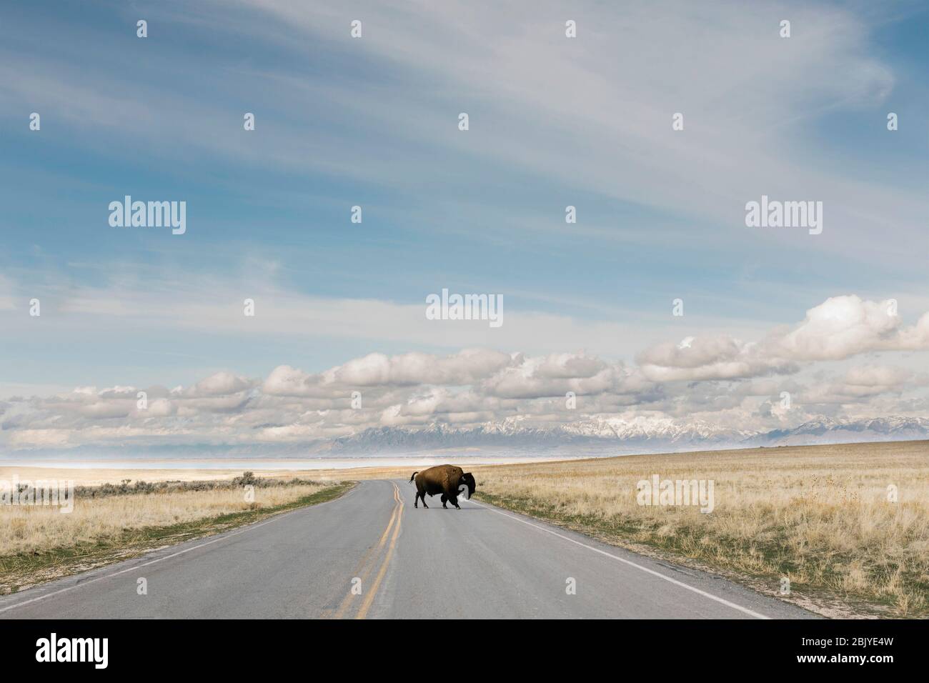 Bison in utah hi-res stock photography and images - Alamy