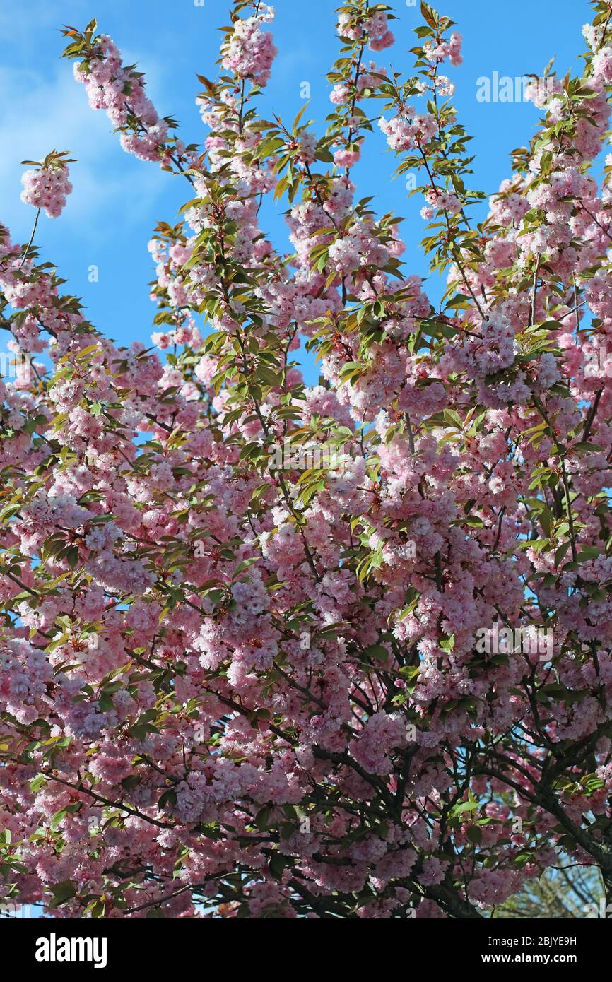 American beauty prints hi-res stock photography and images - Alamy