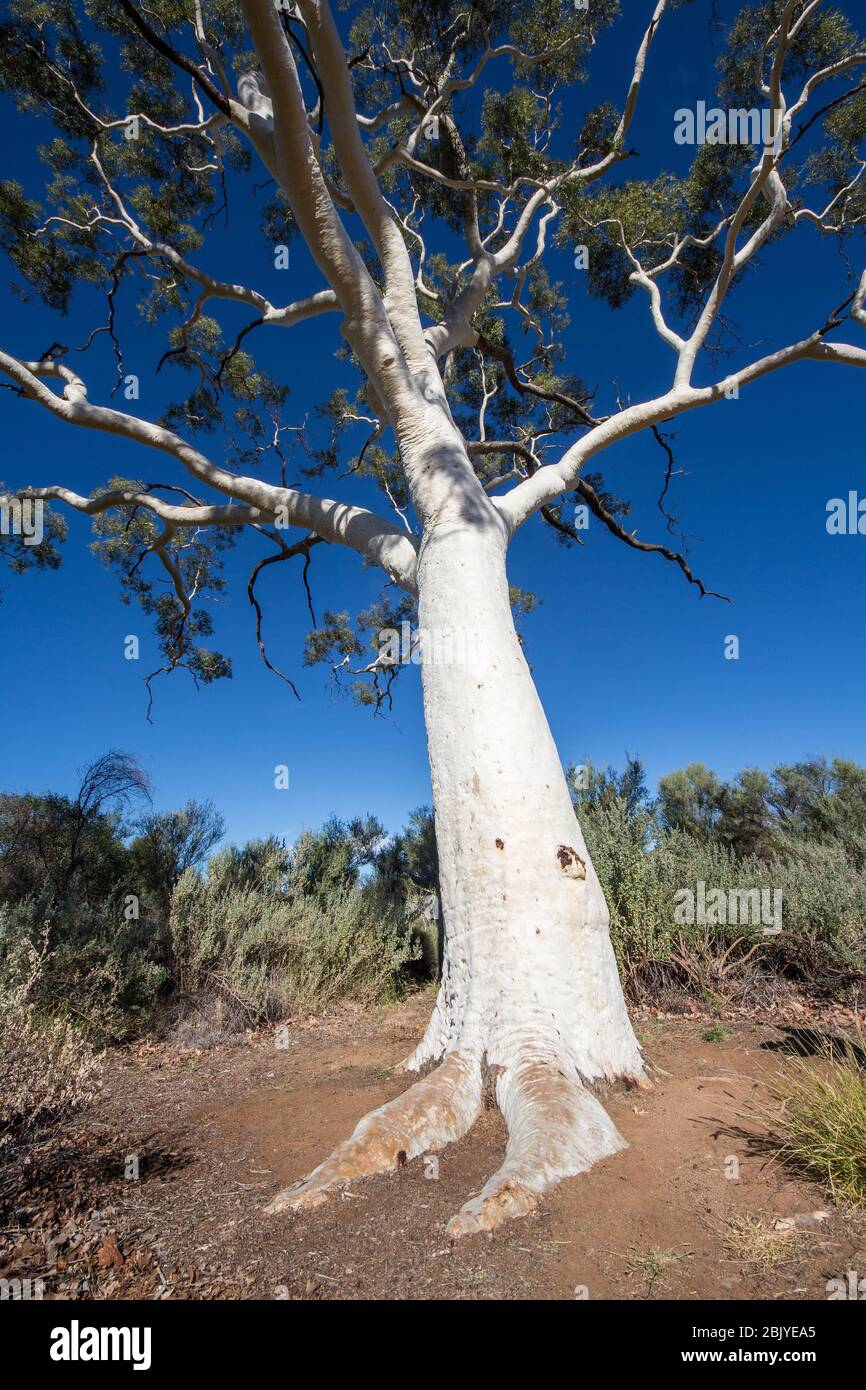 Ghost gum tree hi-res stock photography and images - Alamy