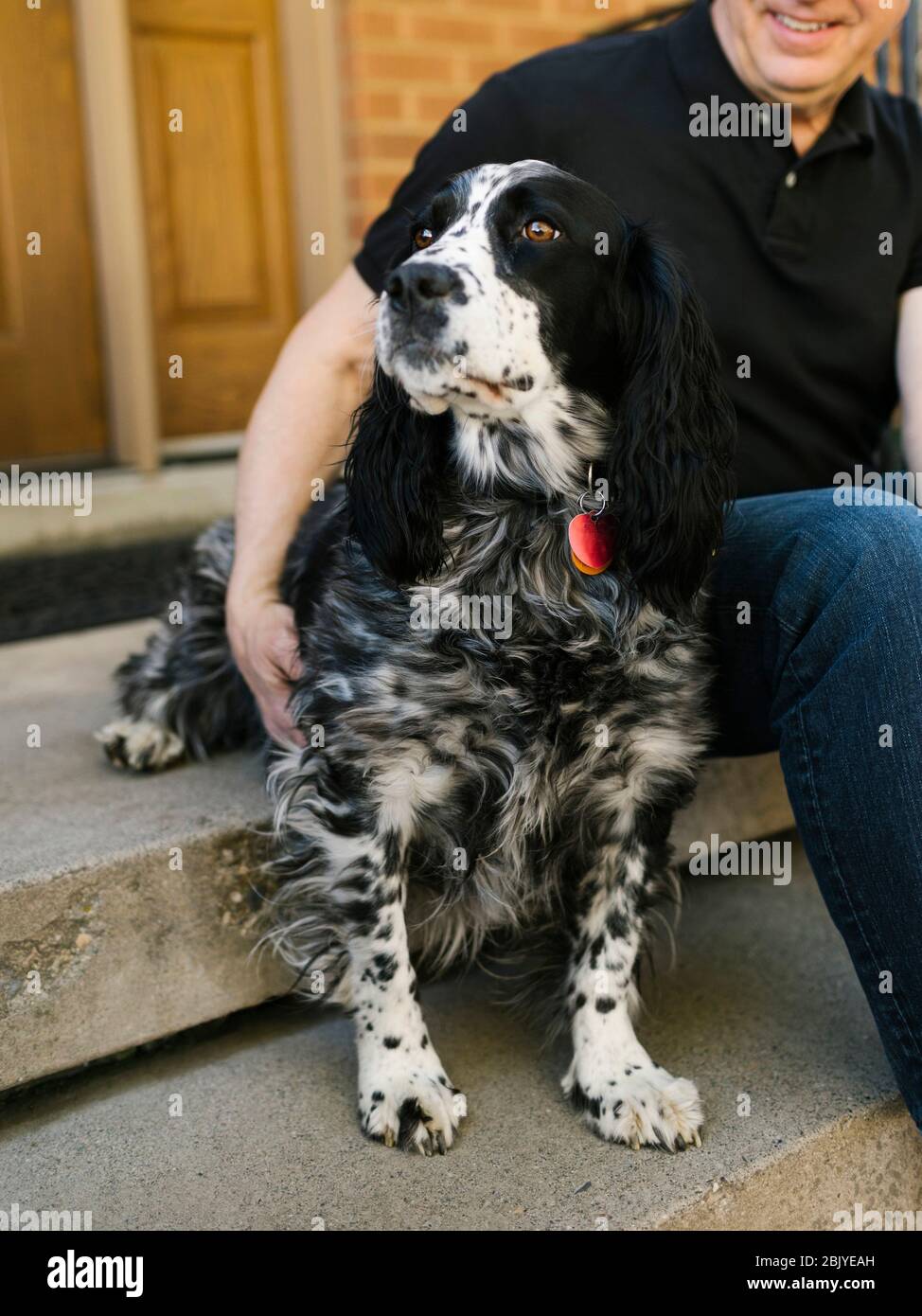 English springer spaniel and owner sitting on steps Stock Photo - Alamy