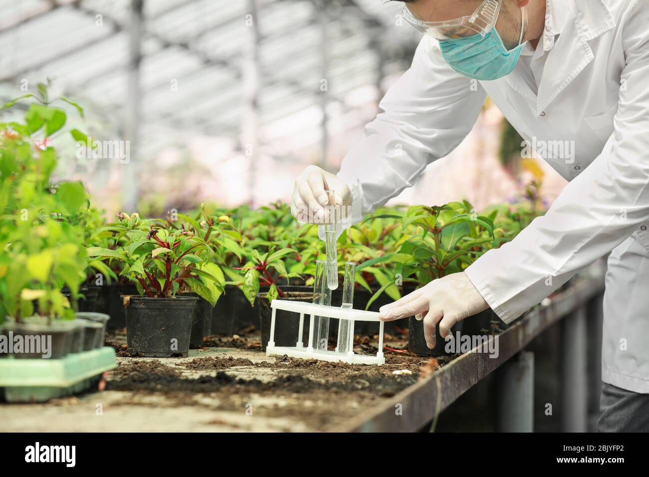 Male agricultural engineer working in greenhouse Stock Photo - Alamy