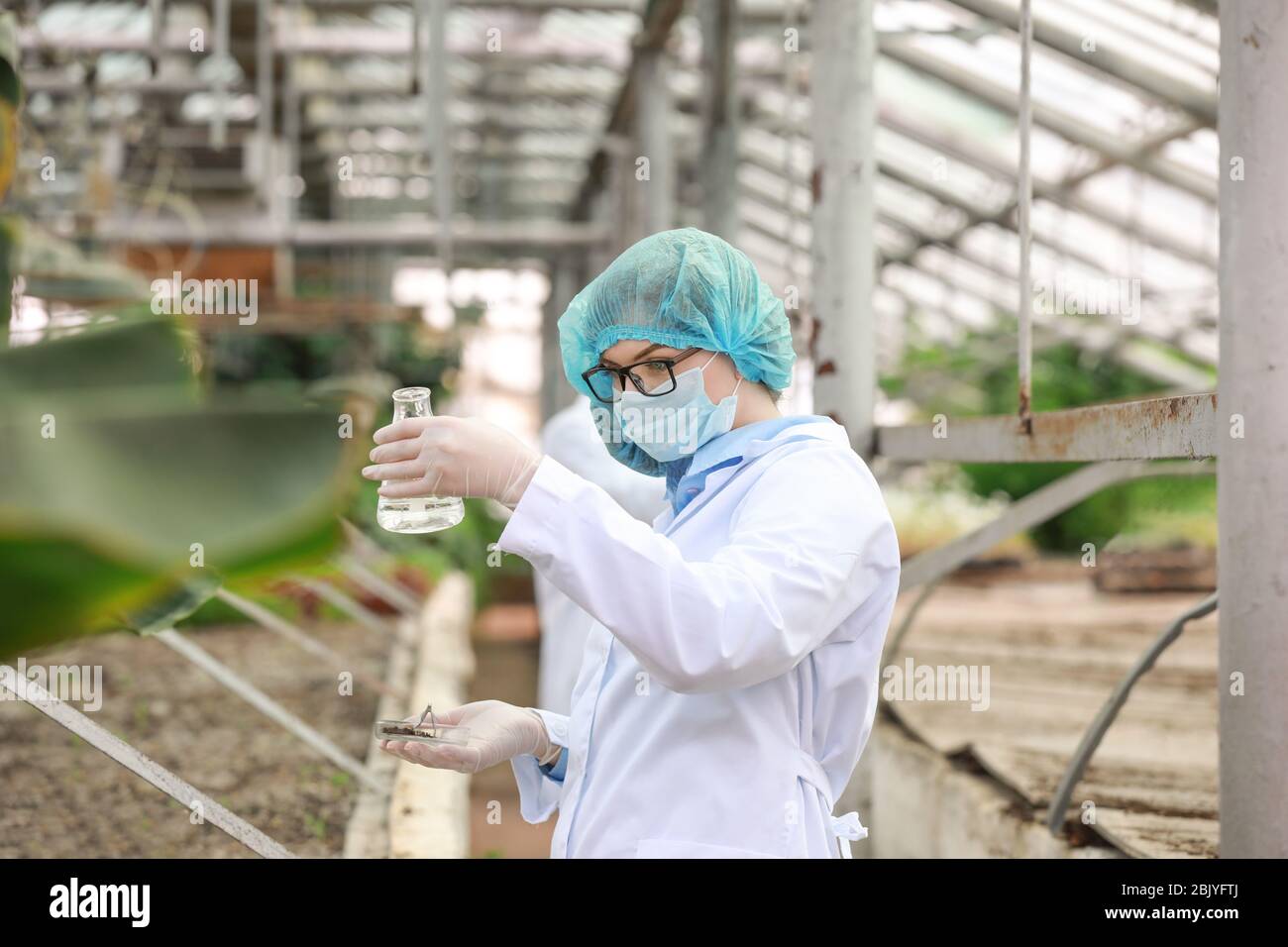 Female agricultural engineer working in greenhouse Stock Photo - Alamy