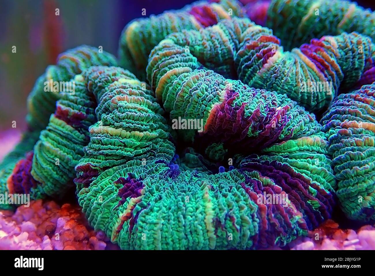 The Folded Brain Coral - (Wellsophyllia radiata Stock Photo - Alamy