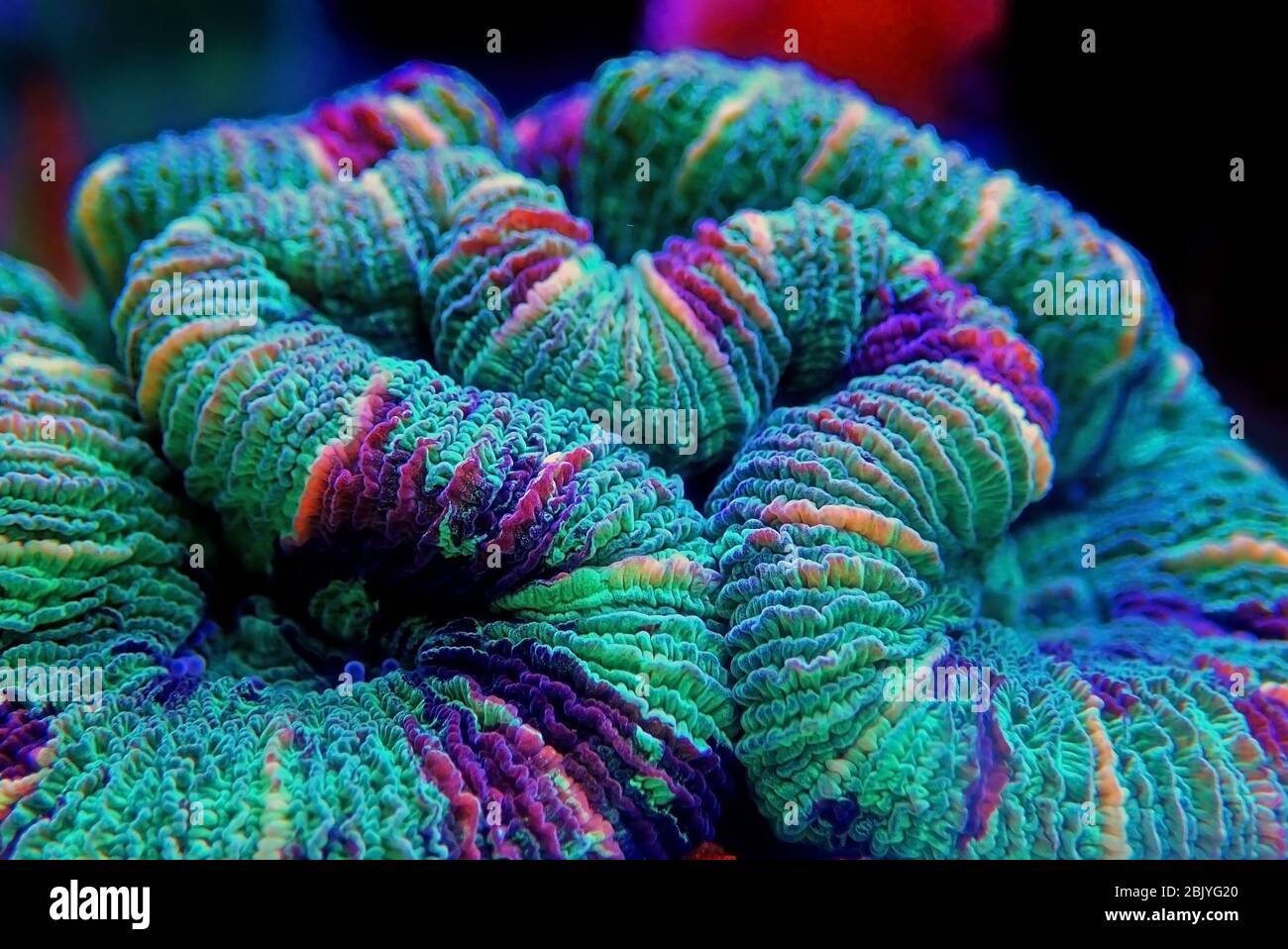 The Folded Brain Coral - (Wellsophyllia radiata Stock Photo - Alamy