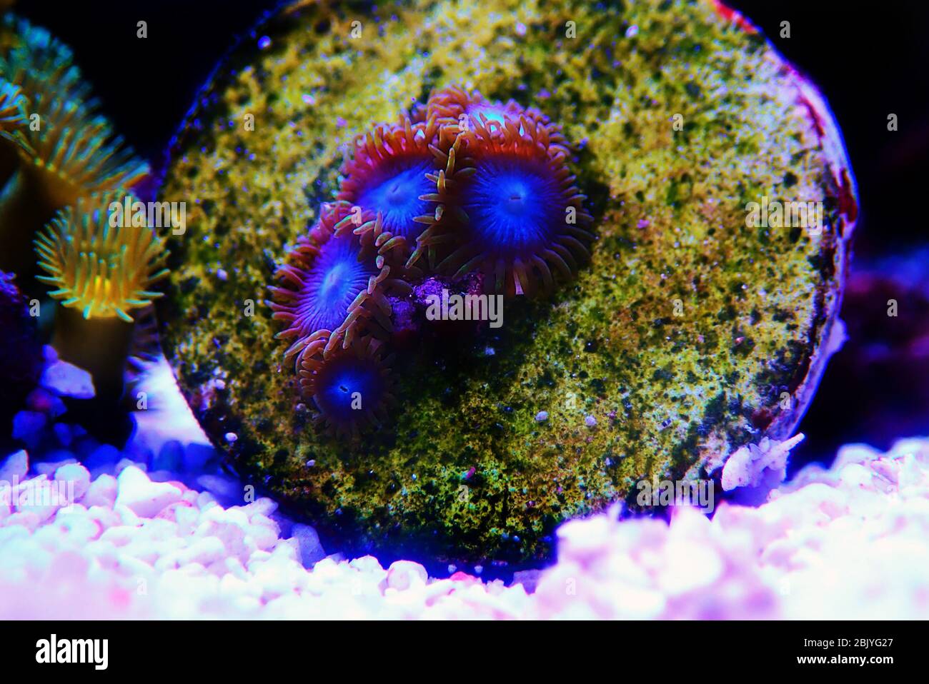 Blue smurf Caribbean zoathids - rare blue polyps colony coral Stock ...