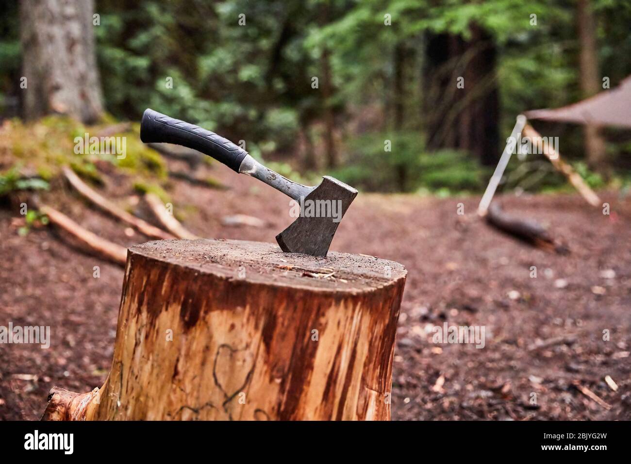 Living stump hi-res stock photography and images - Alamy