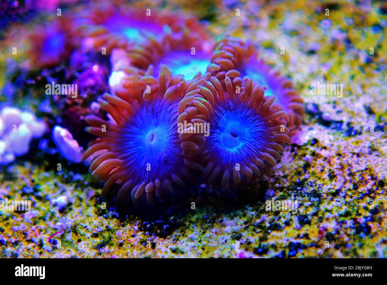 Blue smurf Caribbean zoathids - rare blue polyps colony coral Stock ...