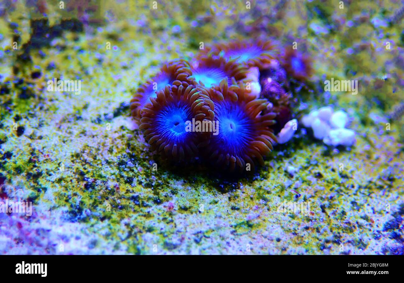 Blue smurf Caribbean zoathids - rare blue polyps colony coral Stock ...