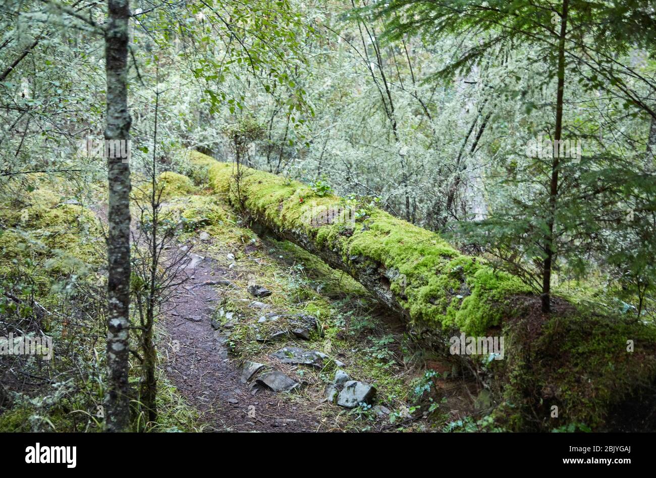 Log in forest hi-res stock photography and images - Alamy