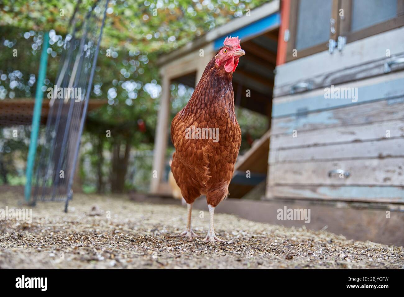 Brown chicken in farm Stock Photo - Alamy