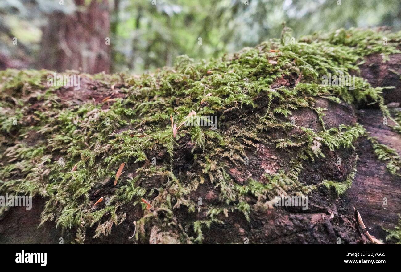 Growth on moss hi-res stock photography and images - Alamy