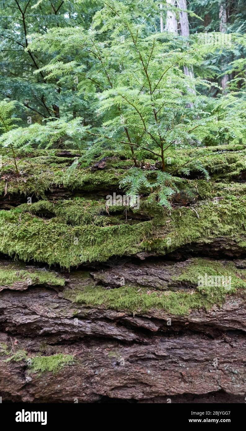 Wood with moss hi-res stock photography and images - Alamy