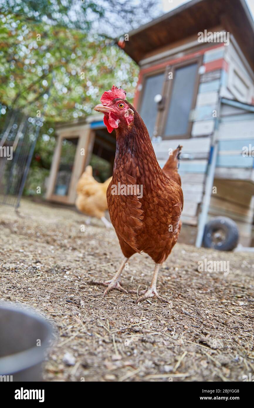 Brown chicken in farm Stock Photo - Alamy