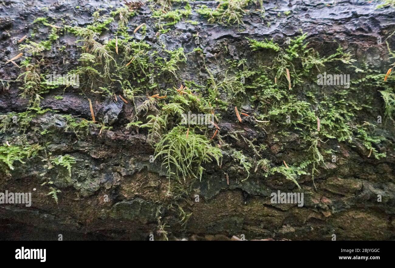 Wood with moss hi-res stock photography and images - Alamy