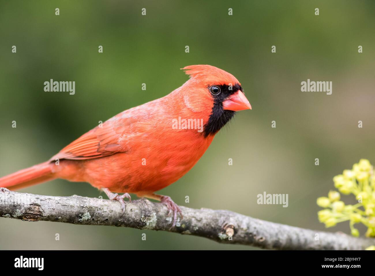 Male female northern cardinals perching hi-res stock photography and ...