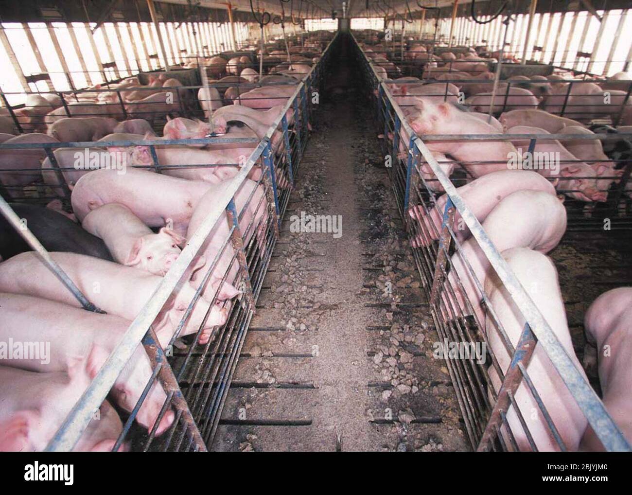 Hog confinement barn interior Stock Photo - Alamy