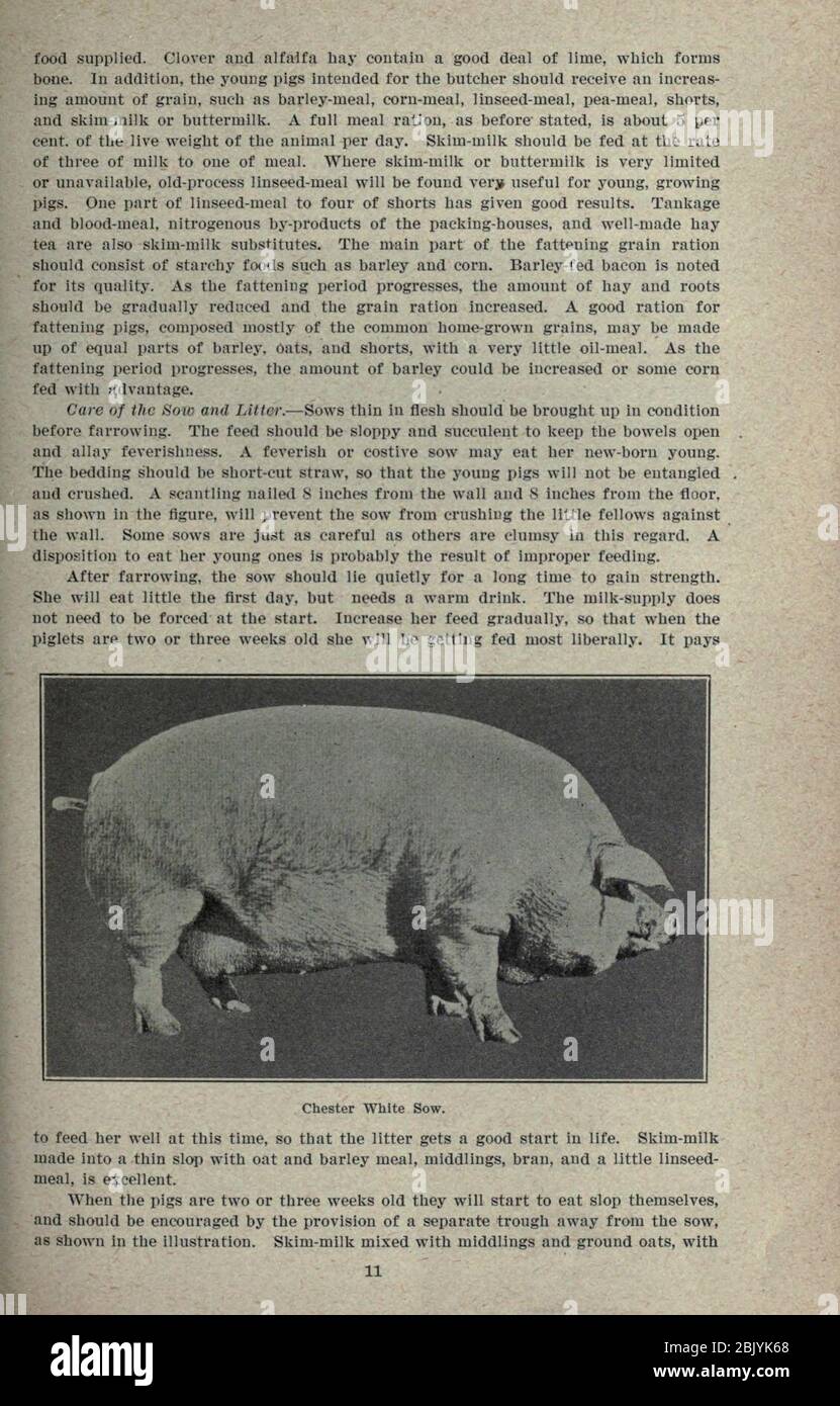 Hog raising hi-res stock photography and images - Alamy