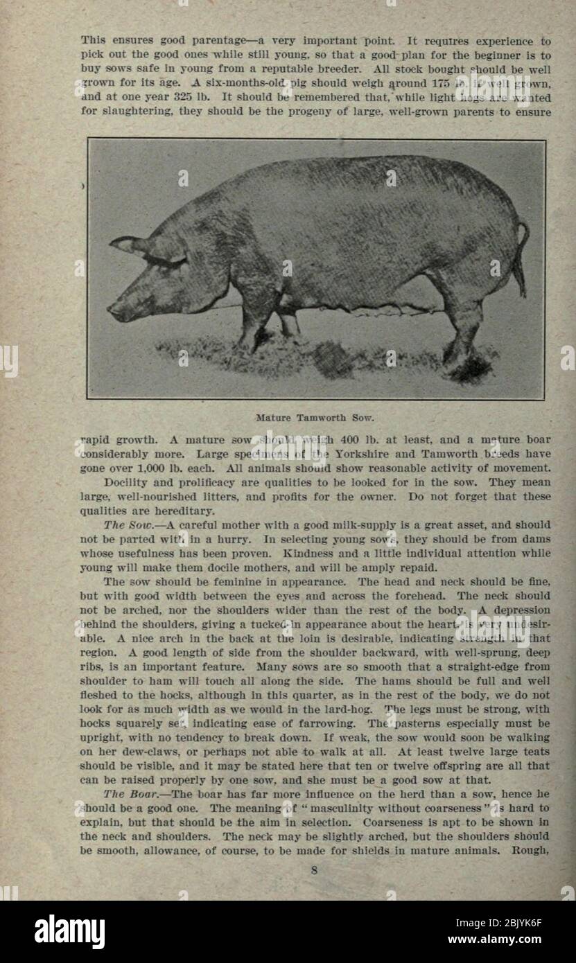 Hog raising hi-res stock photography and images - Alamy