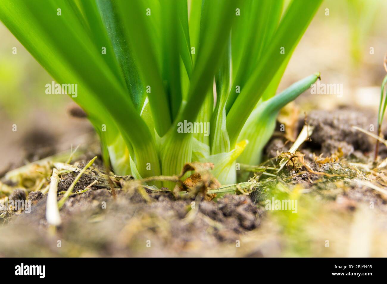 Sprouts onion close up hi-res stock photography and images - Alamy
