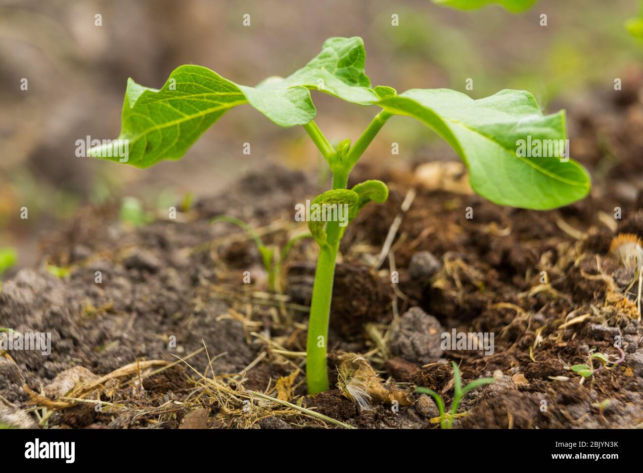 Lima bean plant hi-res stock photography and images - Alamy