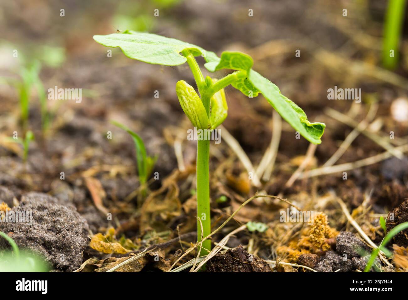 Lima bean plant hi-res stock photography and images - Alamy