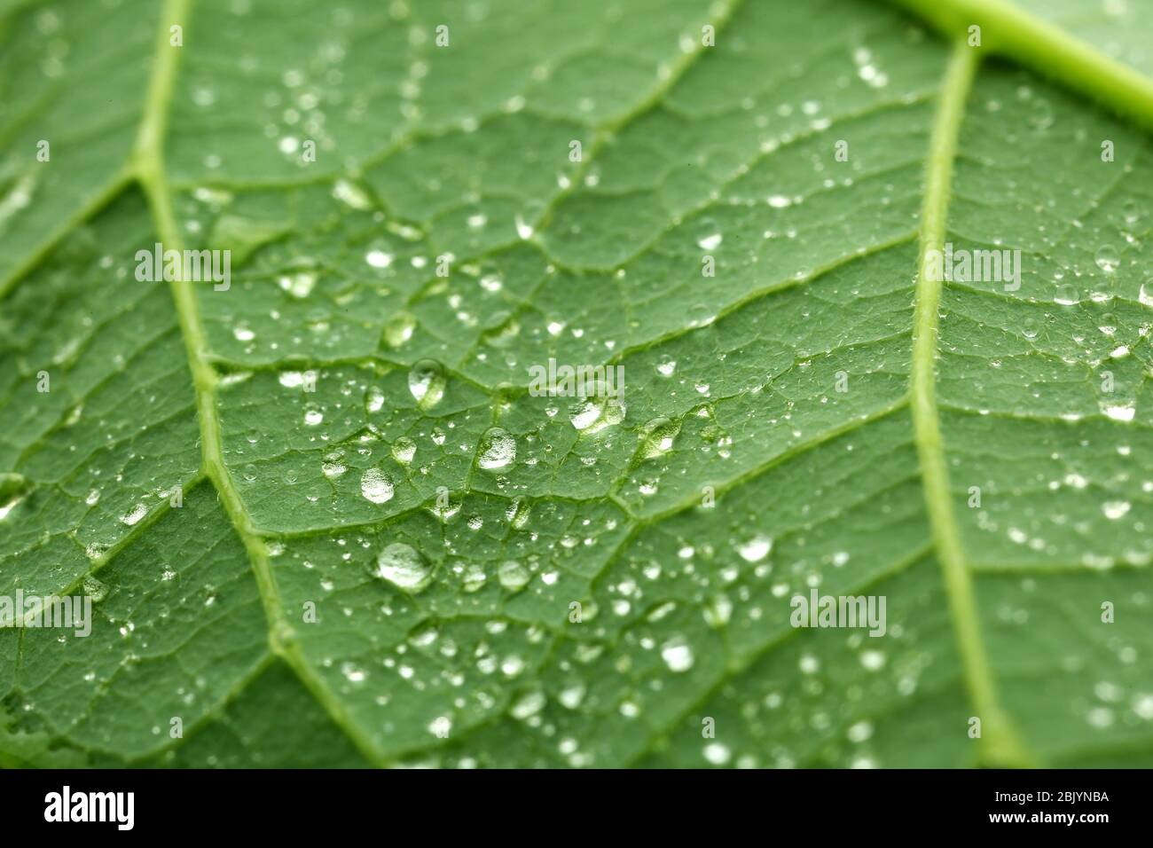 Texture of green leaf with water drops, closeup Stock Photo - Alamy