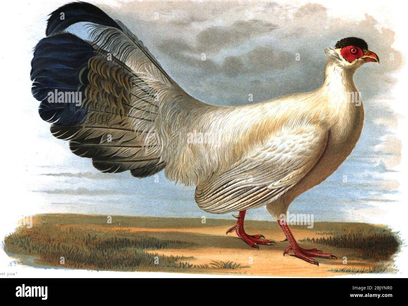 Hokki blanc hi-res stock photography and images - Alamy