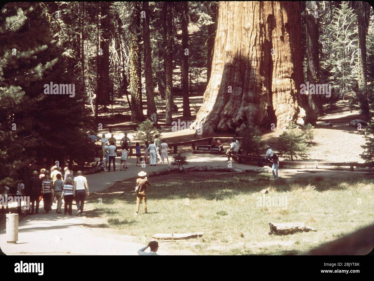 General sherman tree history hi-res stock photography and images - Alamy