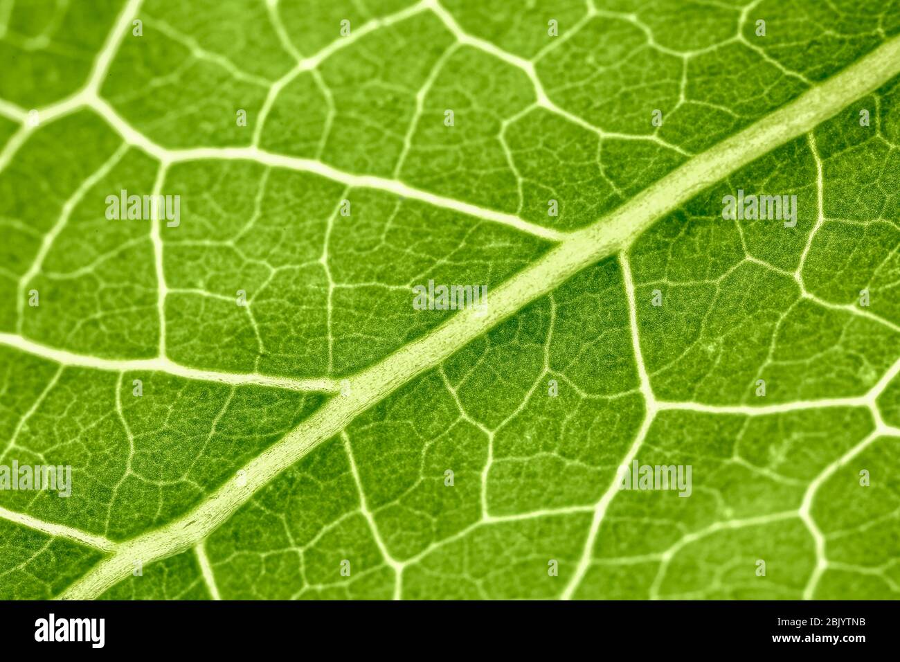 Texture of fresh green leaf, closeup Stock Photo - Alamy