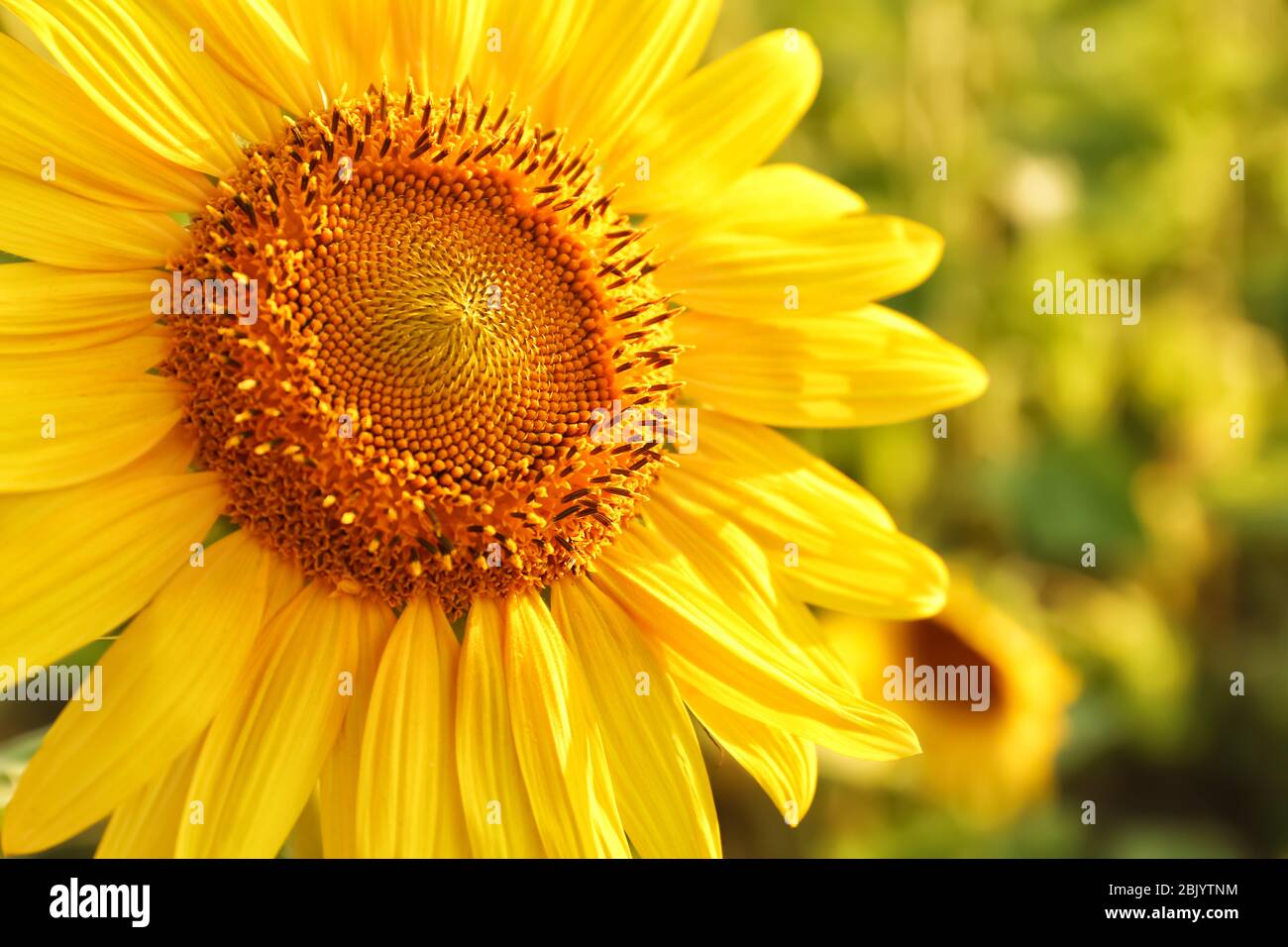 Beautiful blooming sunflower, closeup view Stock Photo - Alamy