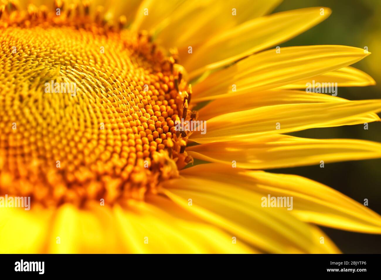 Beautiful blooming sunflower, closeup view Stock Photo - Alamy