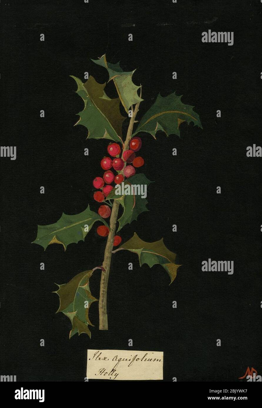 Mary delany hi-res stock photography and images - Alamy