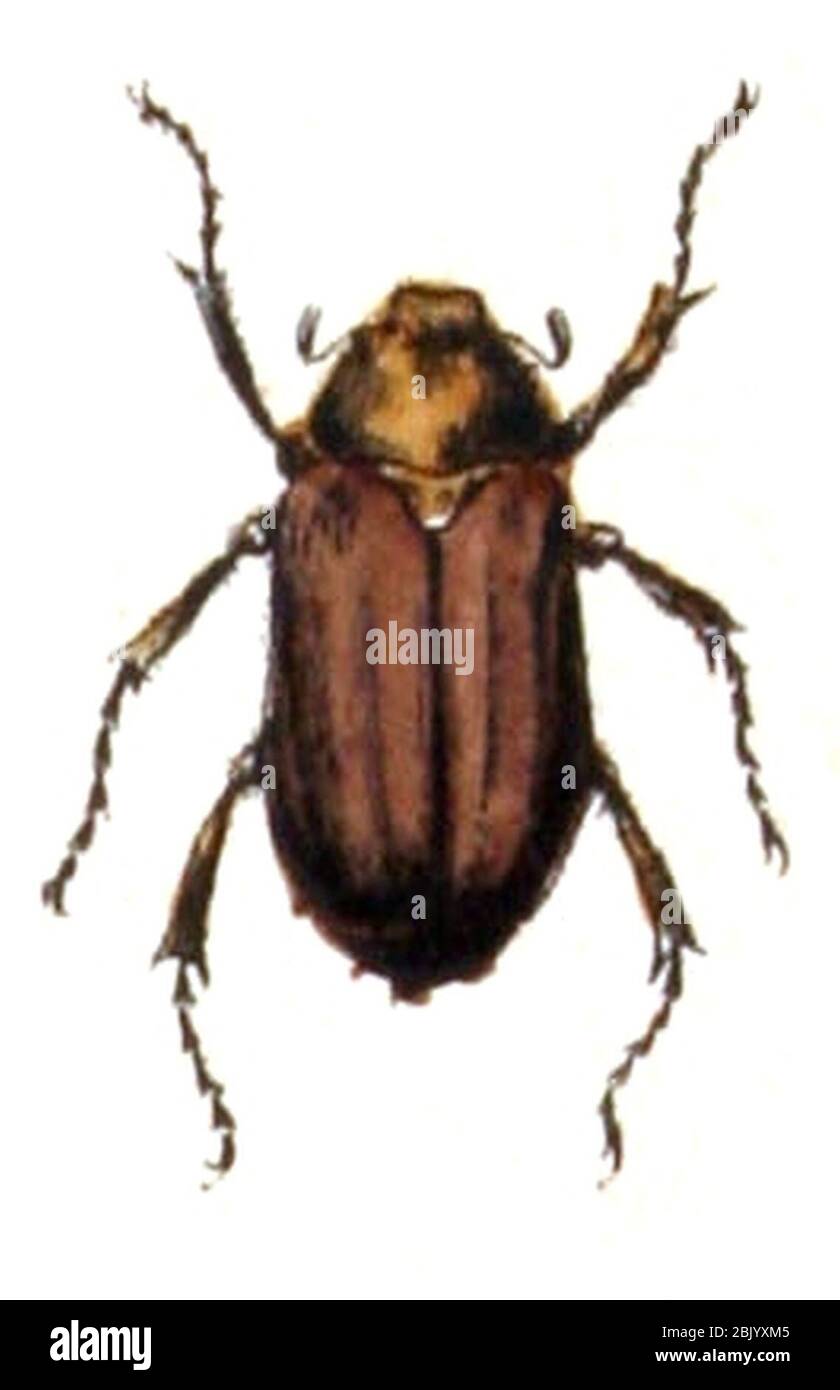 Holochelus aequinoctialis hi-res stock photography and images - Alamy