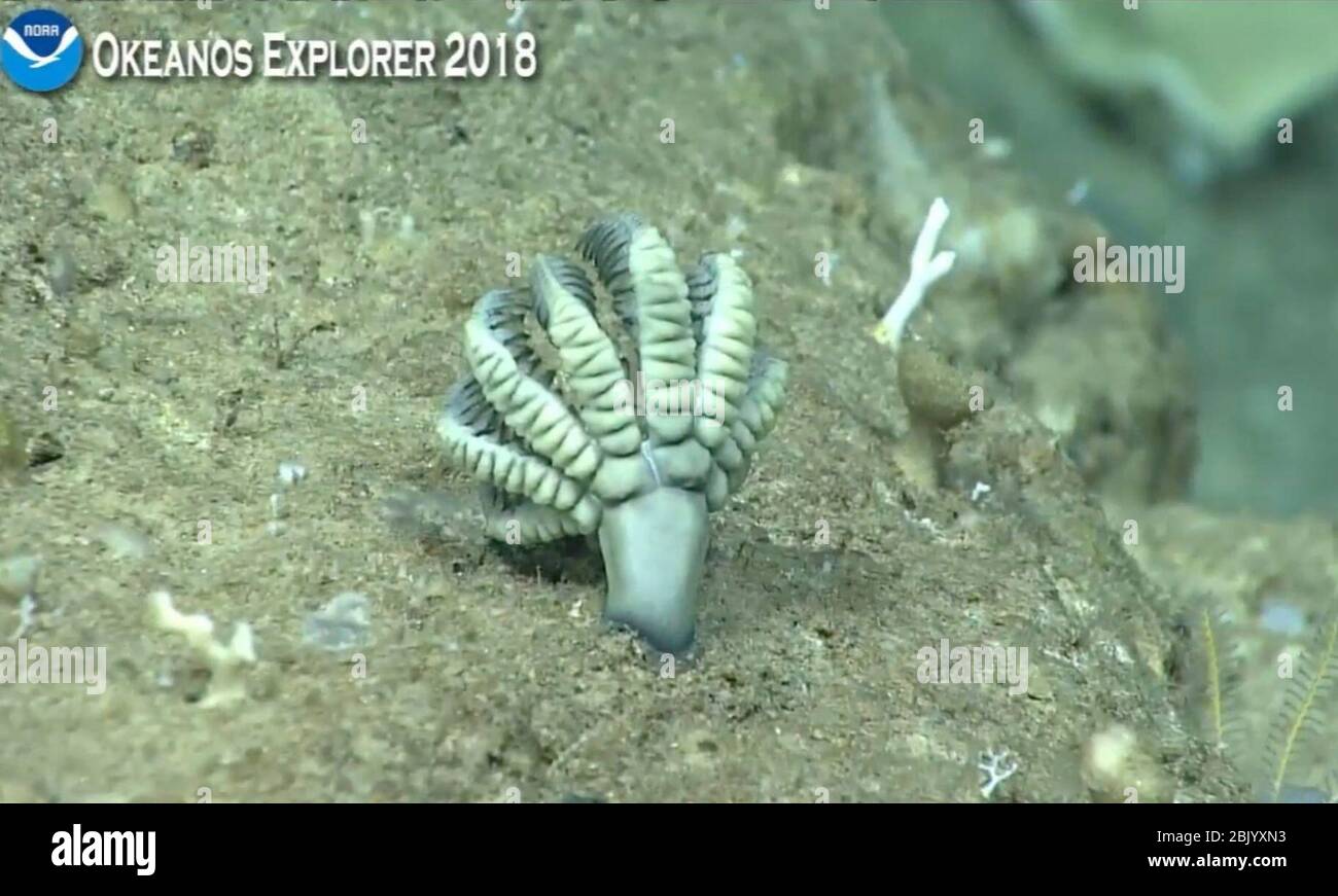 Holopus Isla de Mona Puerto Rico Stock Photo - Alamy