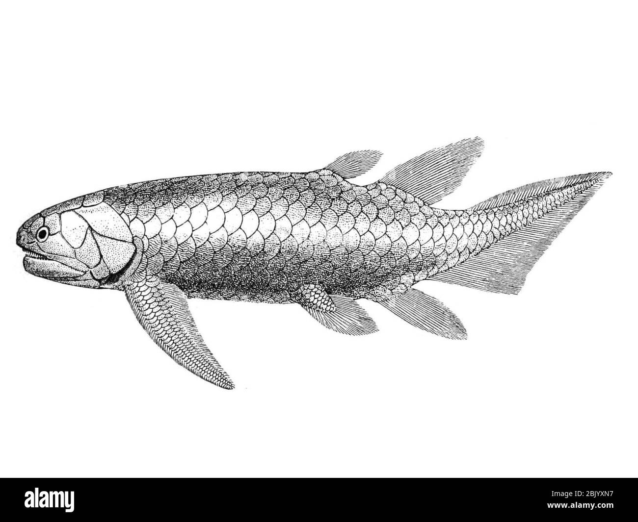 Holoptychius hi-res stock photography and images - Alamy